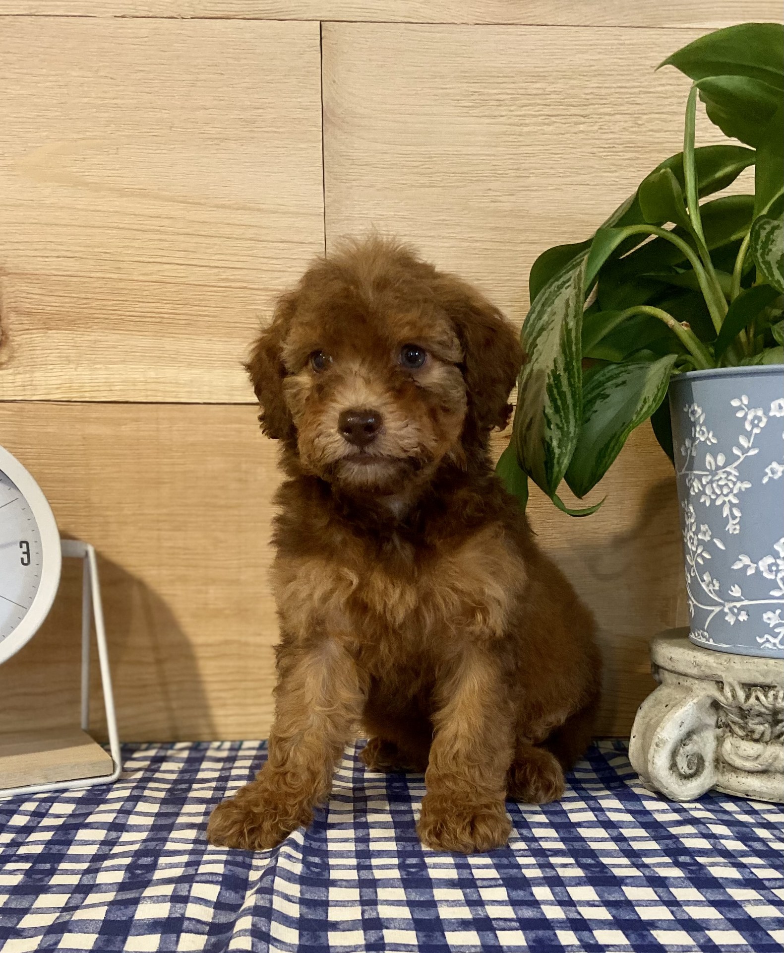 Mini Whoodle Puppies - Winsome Wheatens