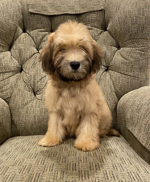 Medium Whoodle Puppies - Winsome Wheatens