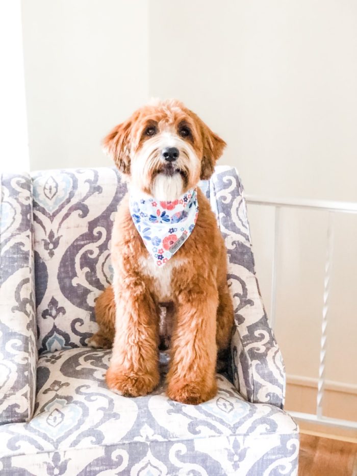 Whoodle Adults - Winsome Wheatens