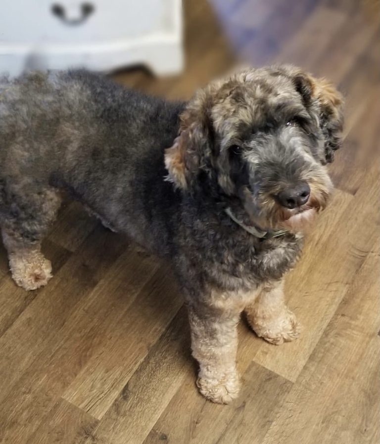 Whoodle Adults - Winsome Wheatens