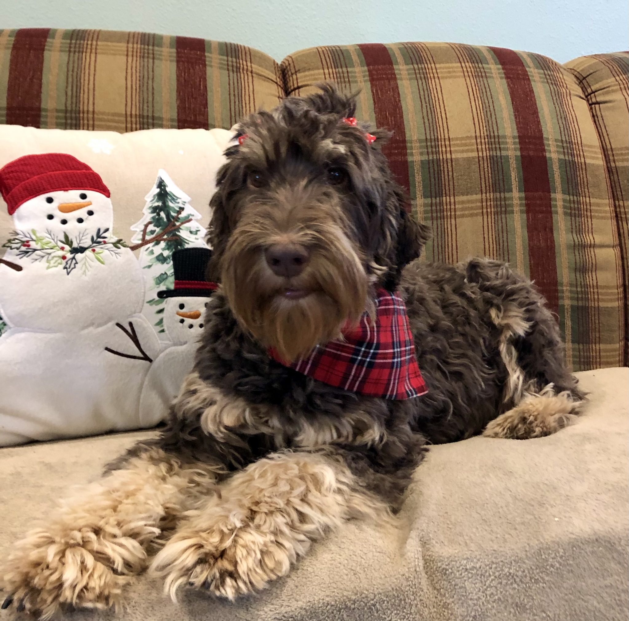 Whoodle Adults - Winsome Wheatens