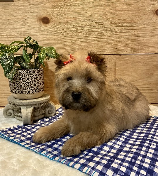 Wheaten Puppies - Winsome Wheatens
