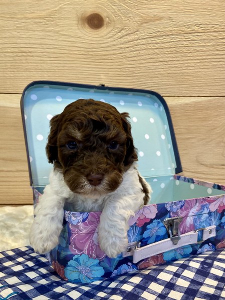 Mini Whoodle Puppies - Winsome Wheatens