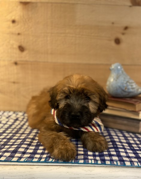 Wheaten Puppies - Winsome Wheatens