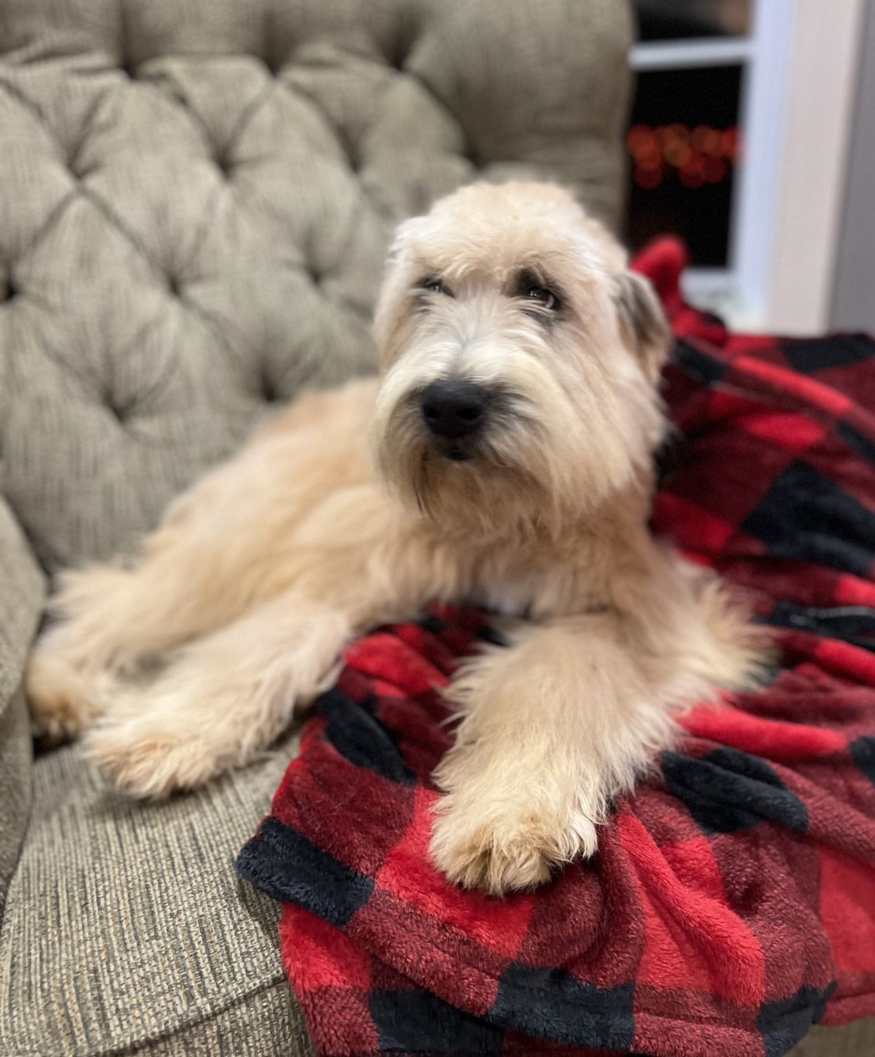 Wheaten Puppies - Winsome Wheatens