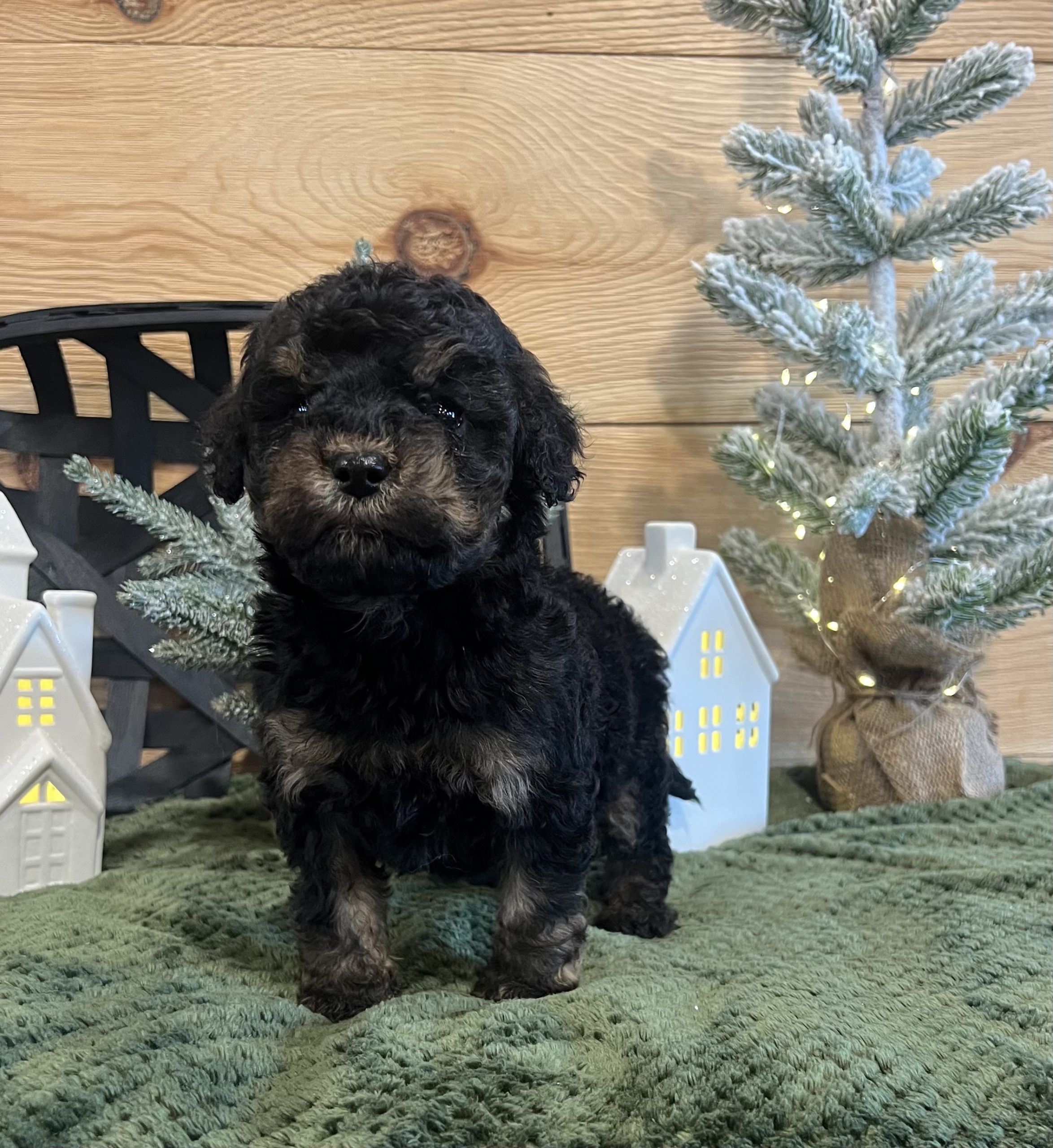 Mini Whoodle Puppies - Winsome Wheatens