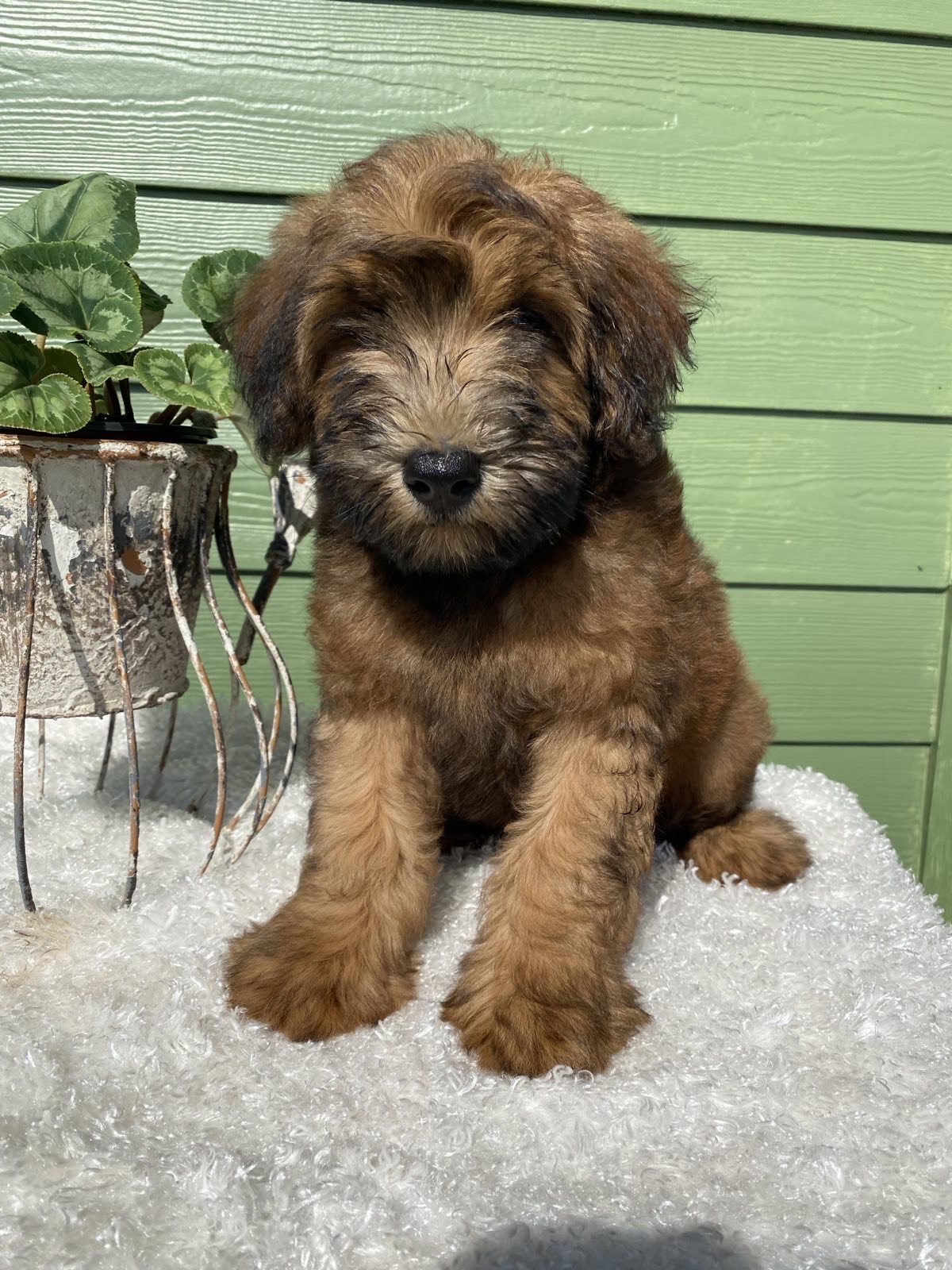 Mini Whoodle Puppies - Winsome Wheatens