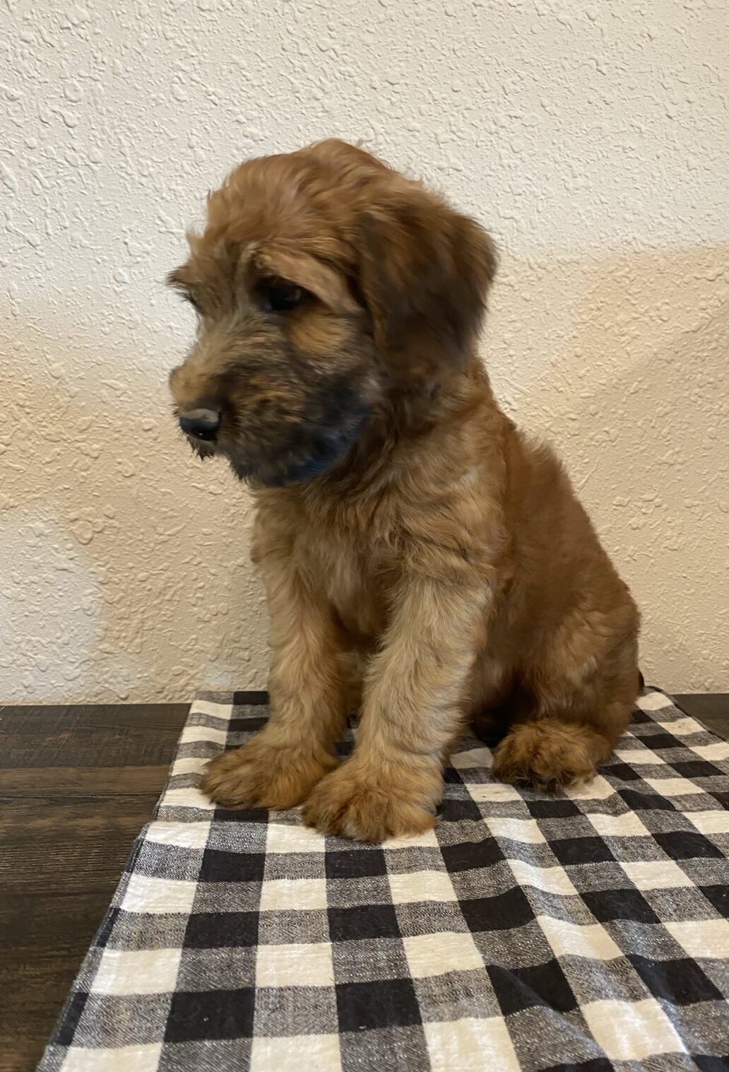 Mini Whoodle Puppies - Winsome Wheatens